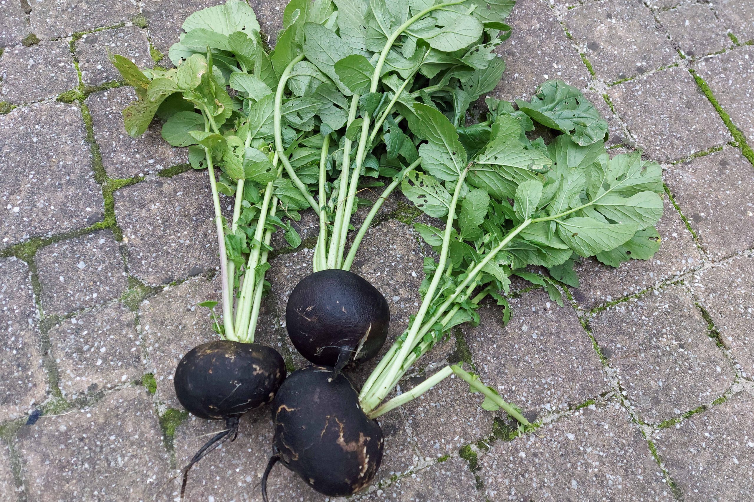 Rammenas blijft ook knapperig en pittig in de winter! - Welkom in de ...